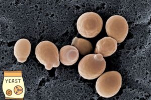 Cider Yeast: Best Yeasts for Hard Cider Making! – ExpertBrewing.com