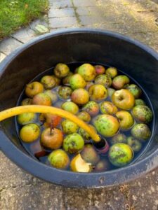 How to Make Hard Apple Cider at Home (Beginners Guide!) – ExpertBrewing.com