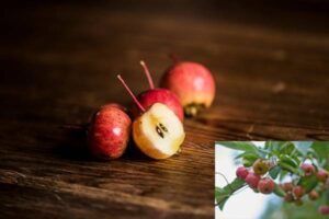 Can You Make Cider With Crab Apples? – ExpertBrewing.com