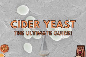 Cider Yeast: Best Yeasts for Hard Cider Making! – ExpertBrewing.com