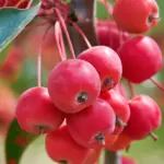 Can You Make Cider With Crab Apples? – ExpertBrewing.com