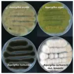 How To Make Sake (Traditional Japanese Rice Wine) At Home ...