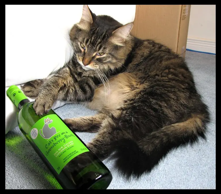 9 Wines With Cats on their Label (Top Wines For Cat Lovers ...
